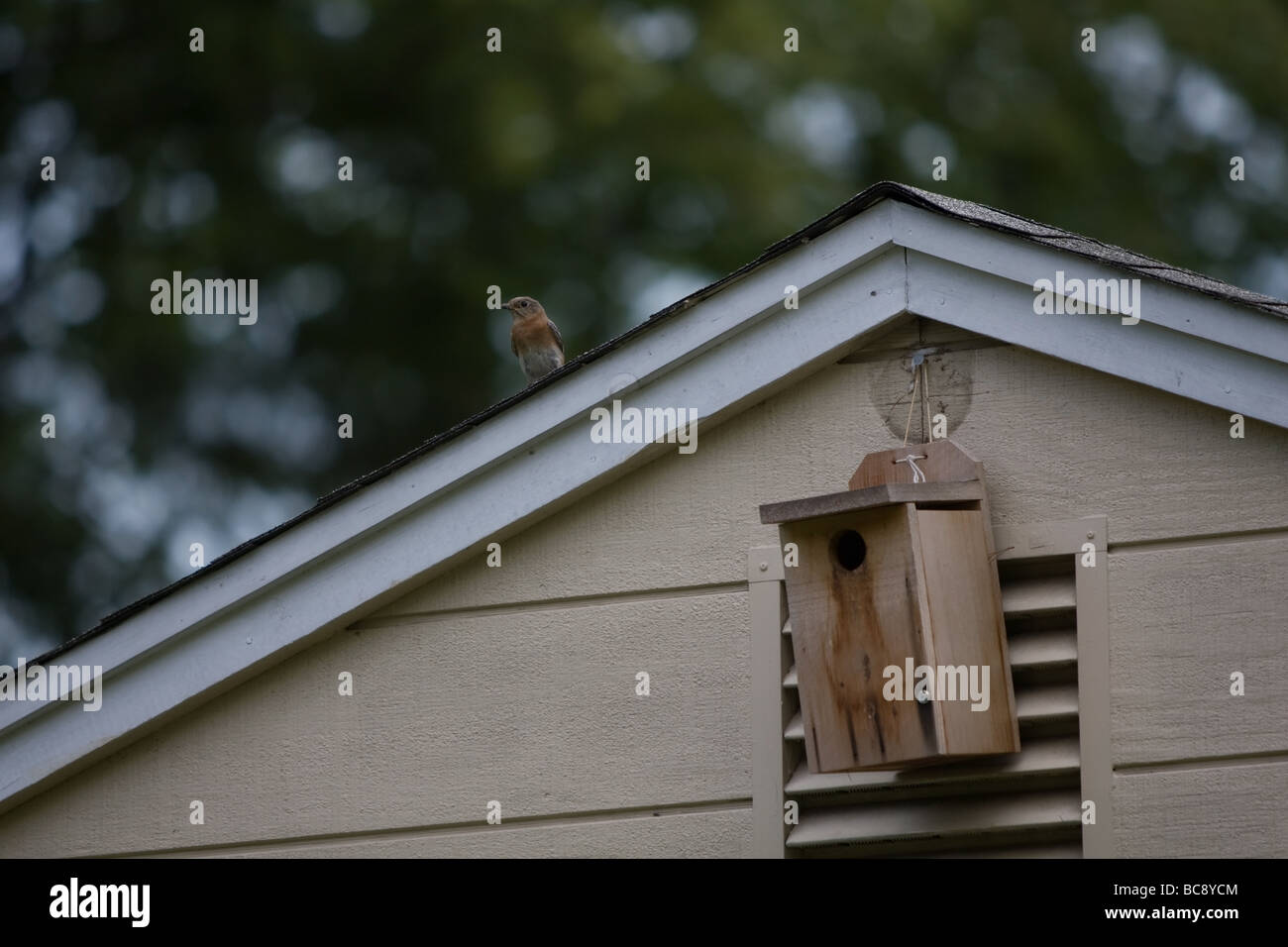 Bird guard hi-res stock photography and images - Alamy