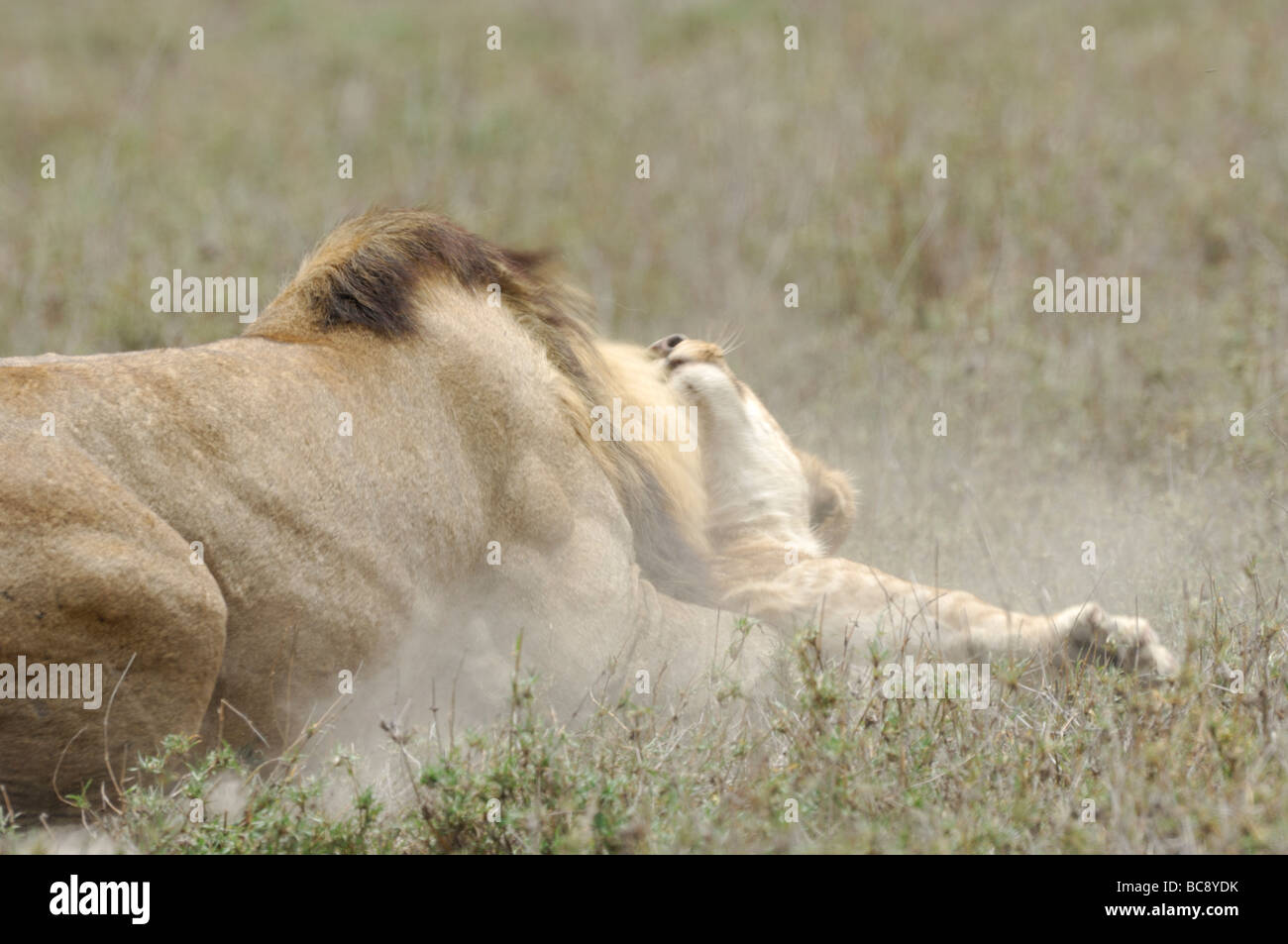 Lion male killing cub hi-res stock photography and images - Alamy