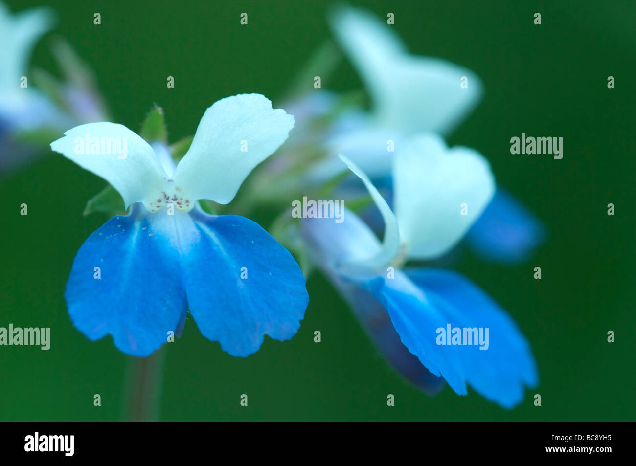 Blue eyed Mary Flower Stock Photo - Alamy
