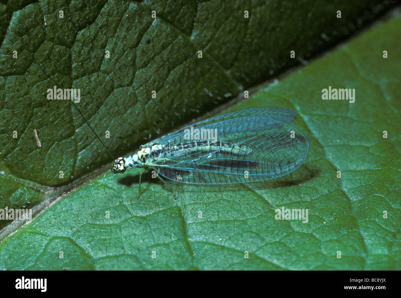 Chrysopa perla hi-res stock photography and images - Alamy