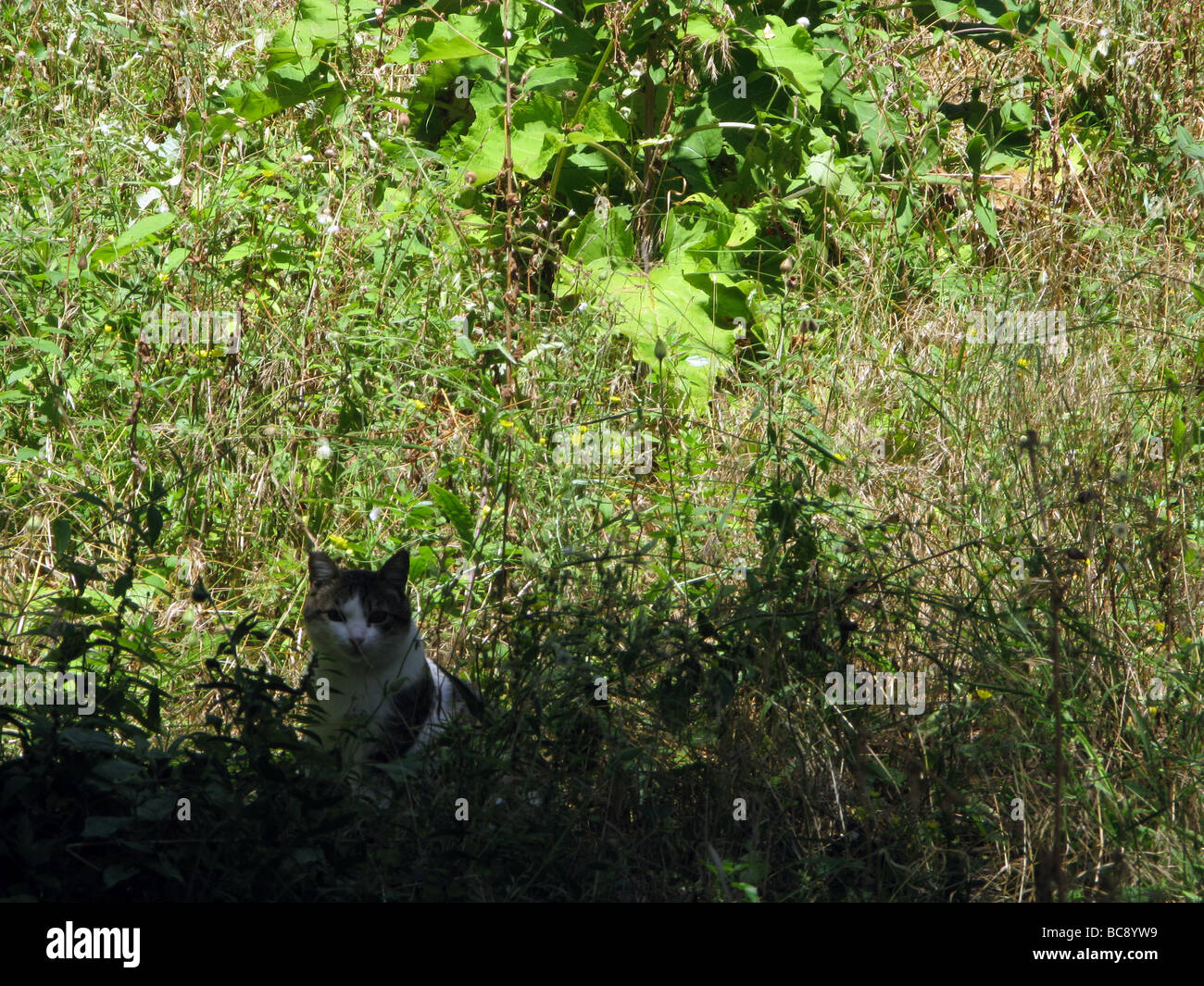 one small cat in long grass in field Stock Photo - Alamy