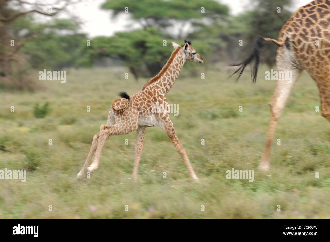 Mother And Baby Giraffe Running