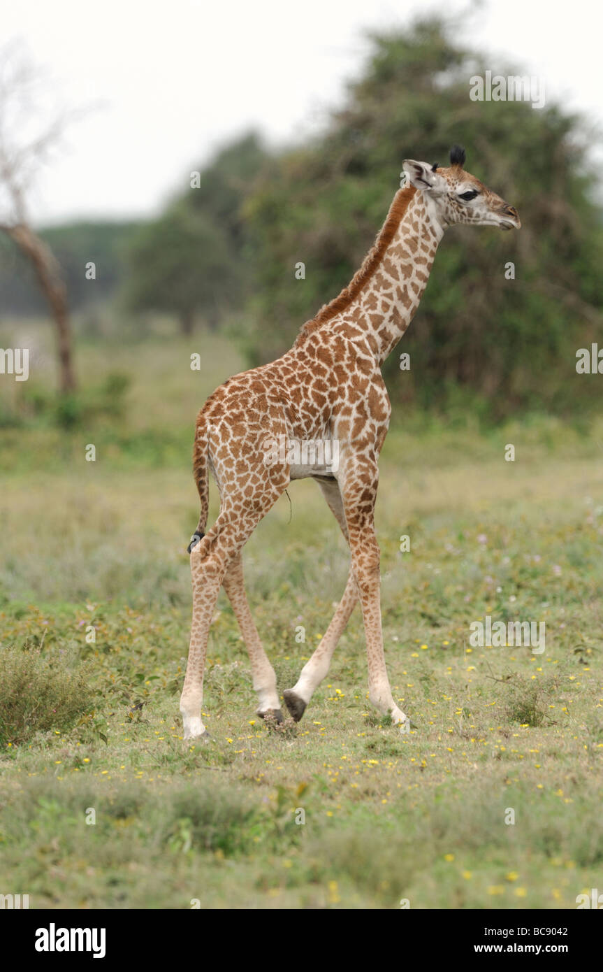 Baby giraffe running hi-res stock photography and images - Alamy