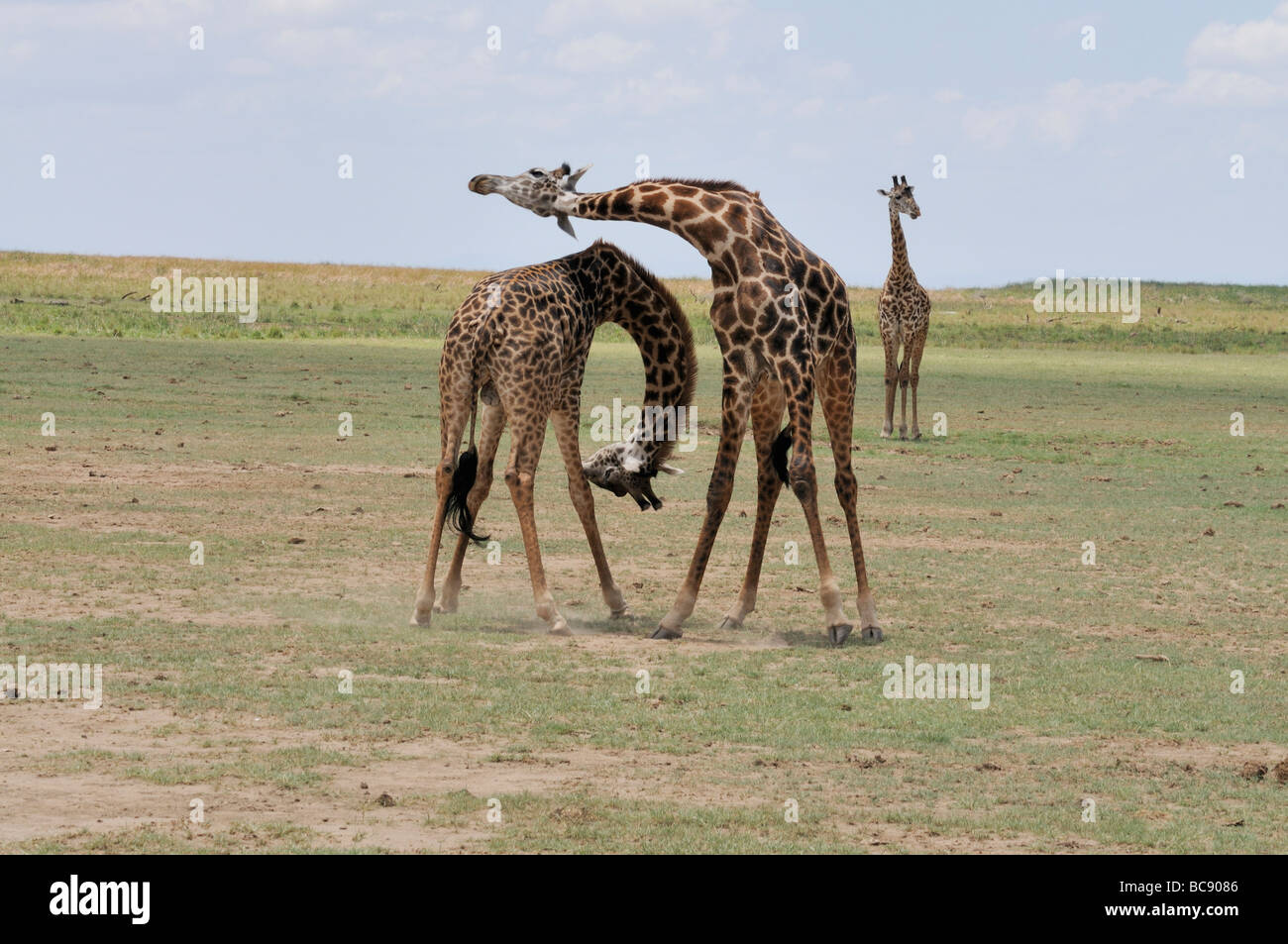 Giraffe Mating Gif