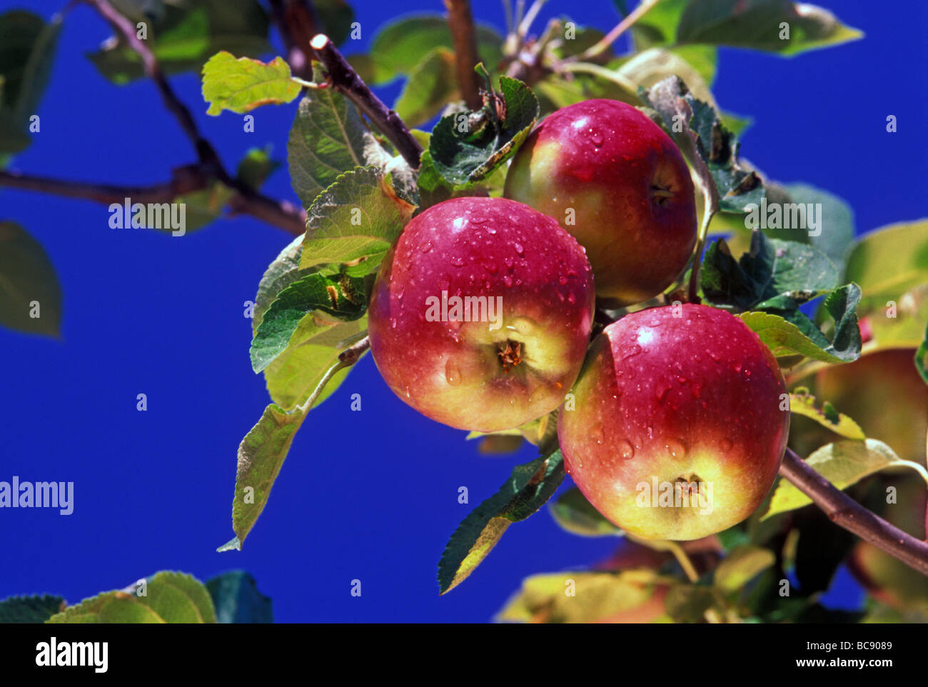 Bc Apples Stock Photos & Bc Apples Stock Images - Alamy