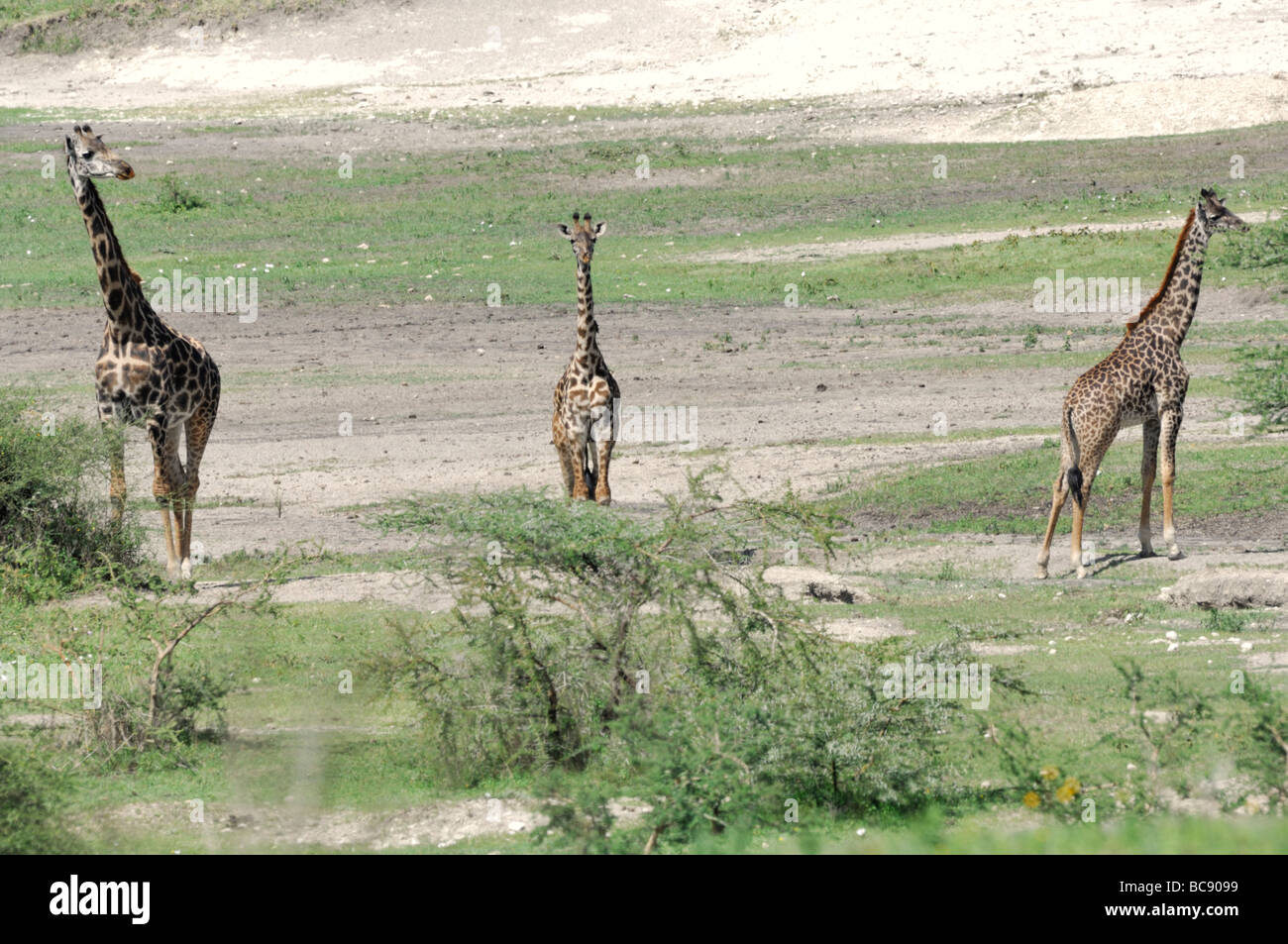 Photo of three giraffe with trees hi-res stock photography and images ...