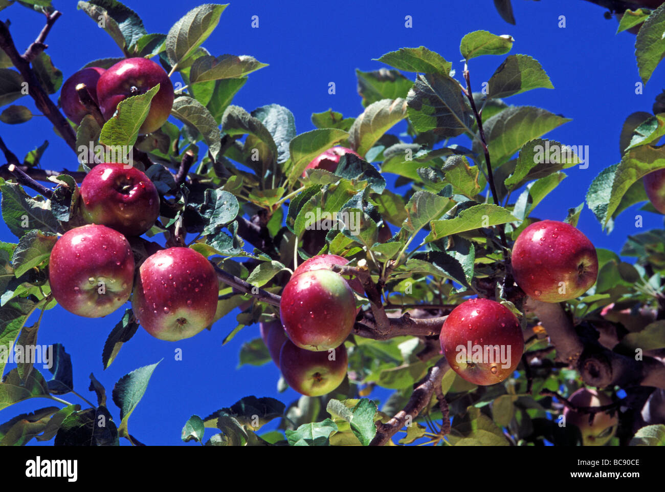 Bc apples hi-res stock photography and images - Alamy