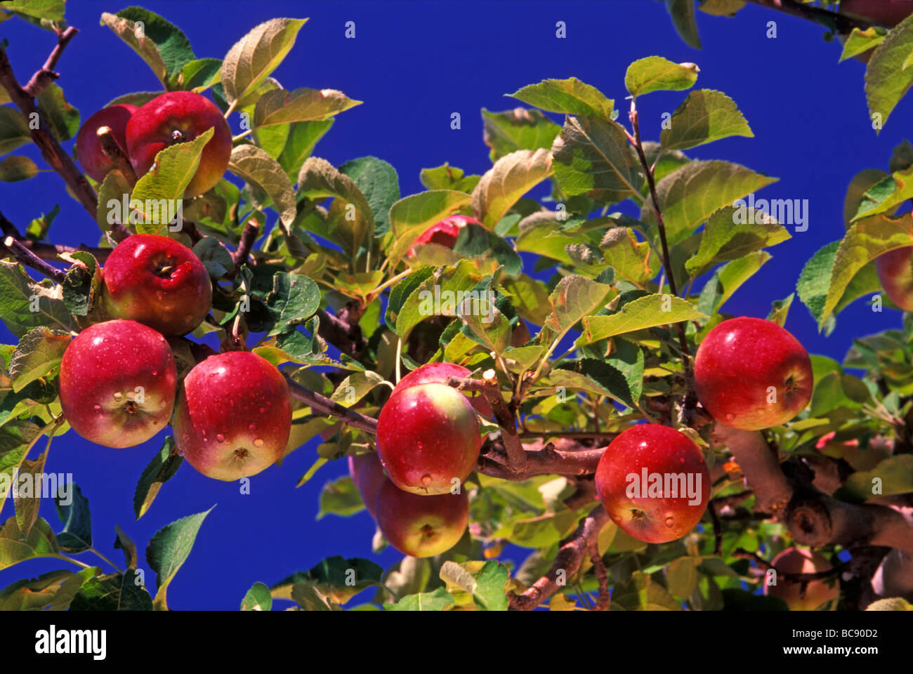 Bc apples hi-res stock photography and images - Alamy