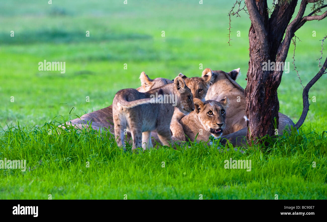 Lion group hi-res stock photography and images - Alamy