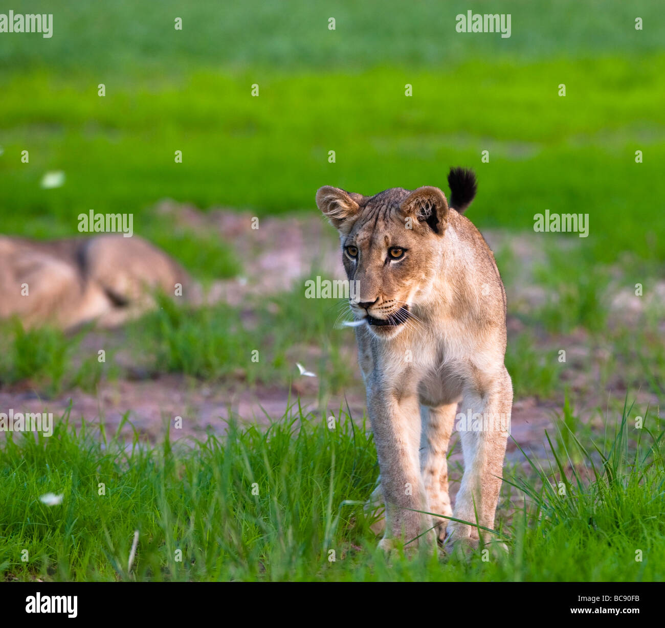 Butterflys hi-res stock photography and images - Alamy