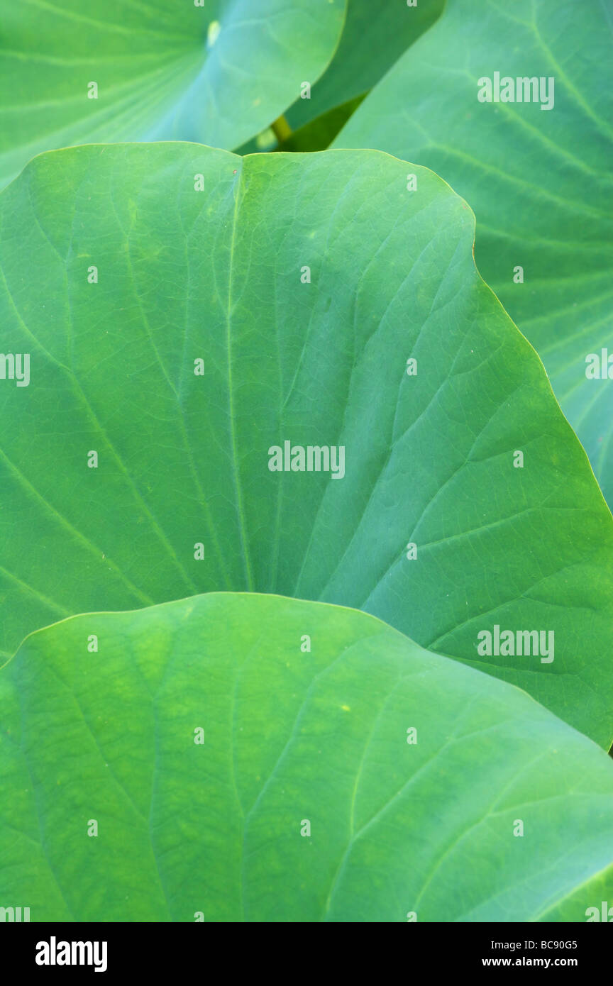 American Water Lotus in Swamp Yazoo National Wildlife Refuge ...