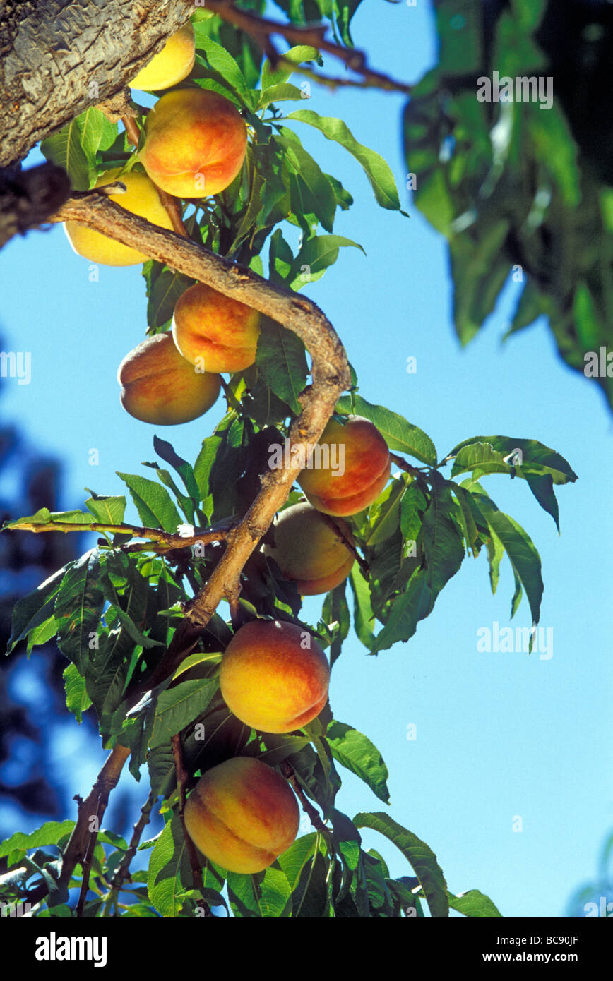 Peaches leaves limb hi-res stock photography and images - Alamy