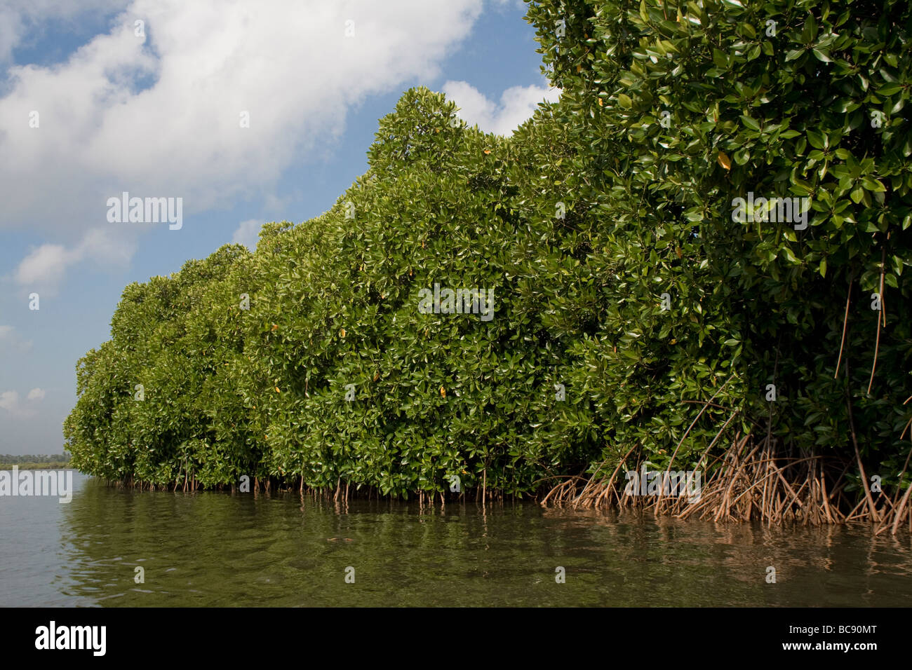 PICHAVARAM MANGROVE FORESTS Stock Photo - Alamy PICHAVARAM MANGROVE FORESTS Stock Photo - Alamy