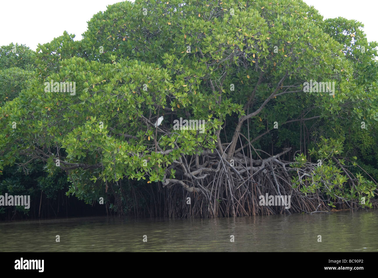 PICHAVARAM MANGROVE FORESTS Stock Photo - Alamy PICHAVARAM MANGROVE FORESTS Stock Photo - Alamy