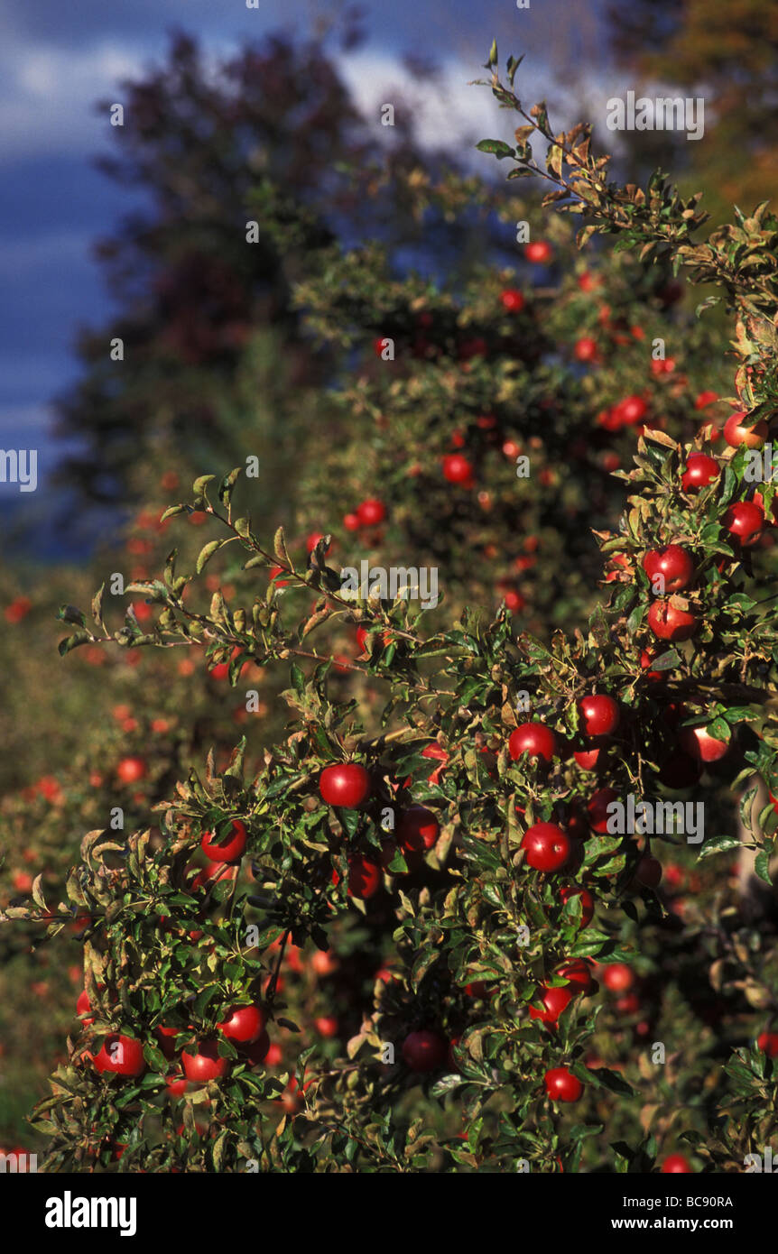 Nova scotia annapolis valley orchard hi-res stock photography and ...