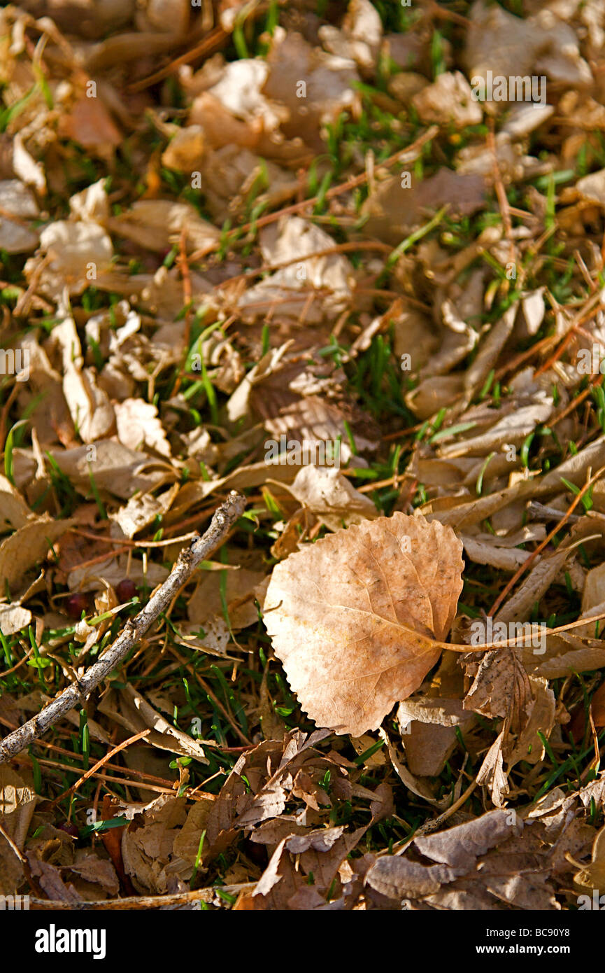 Dry leaves fallen field trees autumn hi-res stock photography and ...