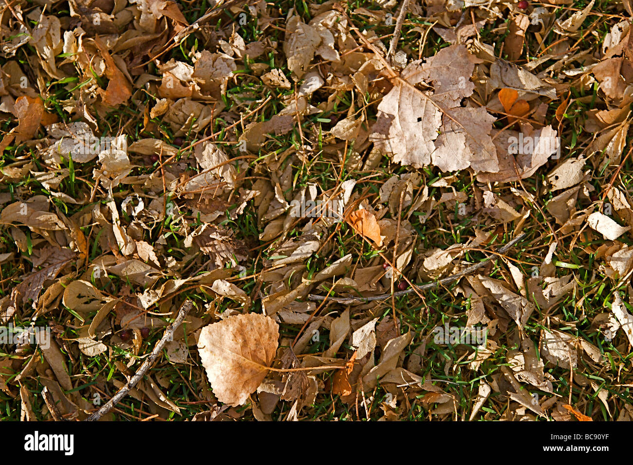 Autumn leaves on trees and fallen to the ground Stock Photo - Alamy