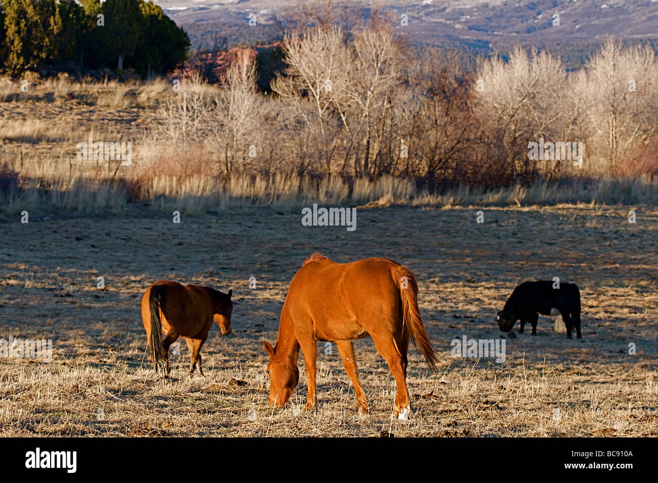 Colorado Rocky Mountain ranch scenes and horses in the field Stock ...