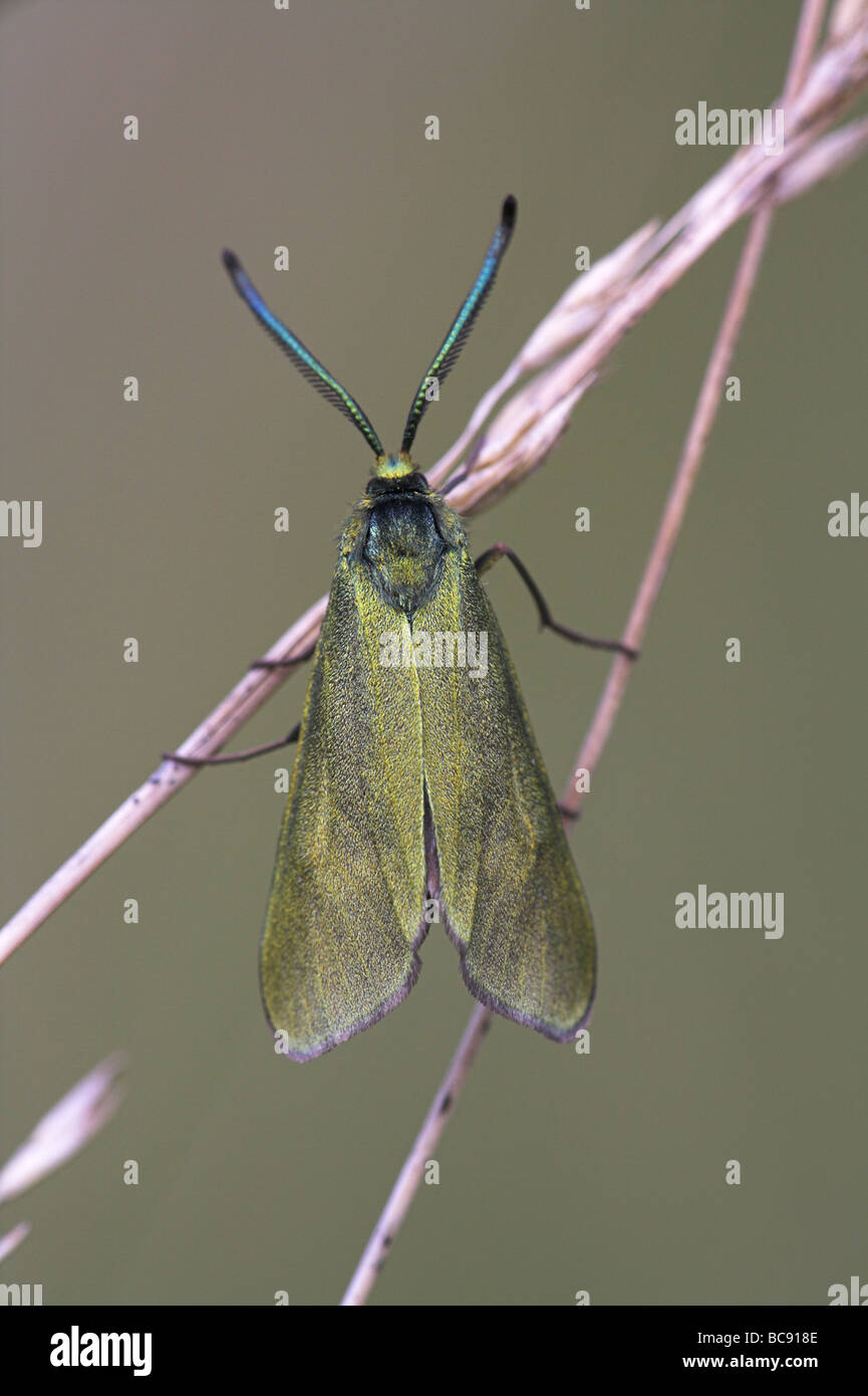Forester Adscita statices perched on grass stems with wings closed at ...