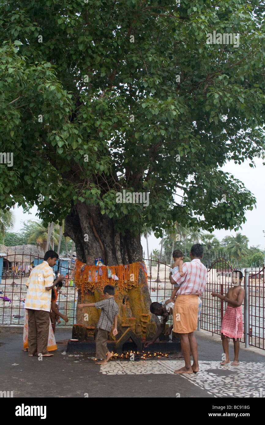 DEVOTEES PRAYING UNDERNEATH A TREE AT THE THIRUNALLAR SANI TEMPLE TANK ...