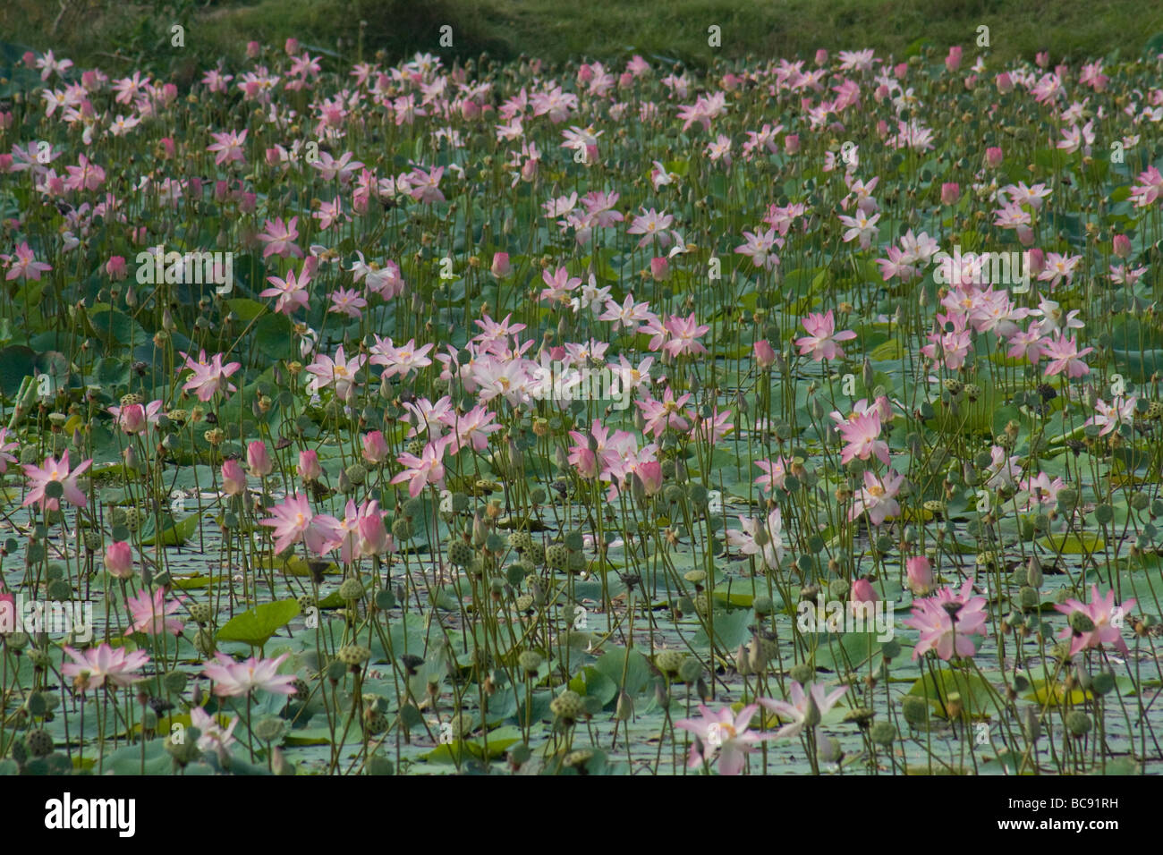 WATER LILIES IN A POND Stock Photo - Alamy