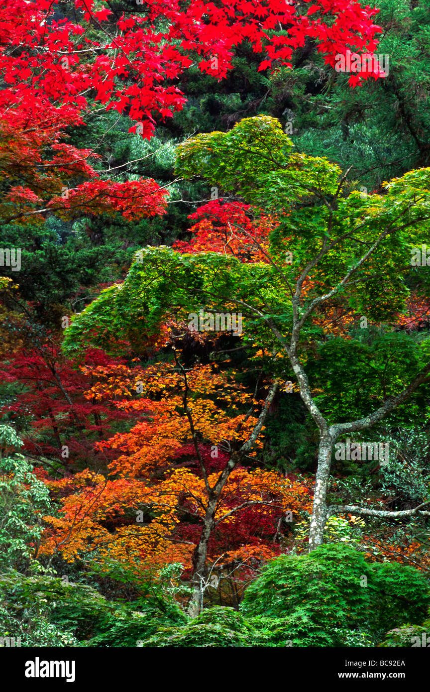 JAPANESE MAPLES turn colors in MOMIJIDANI PARK during AUTUMN MIYA JIMA ISLAND JAPAN Stock Photo ...