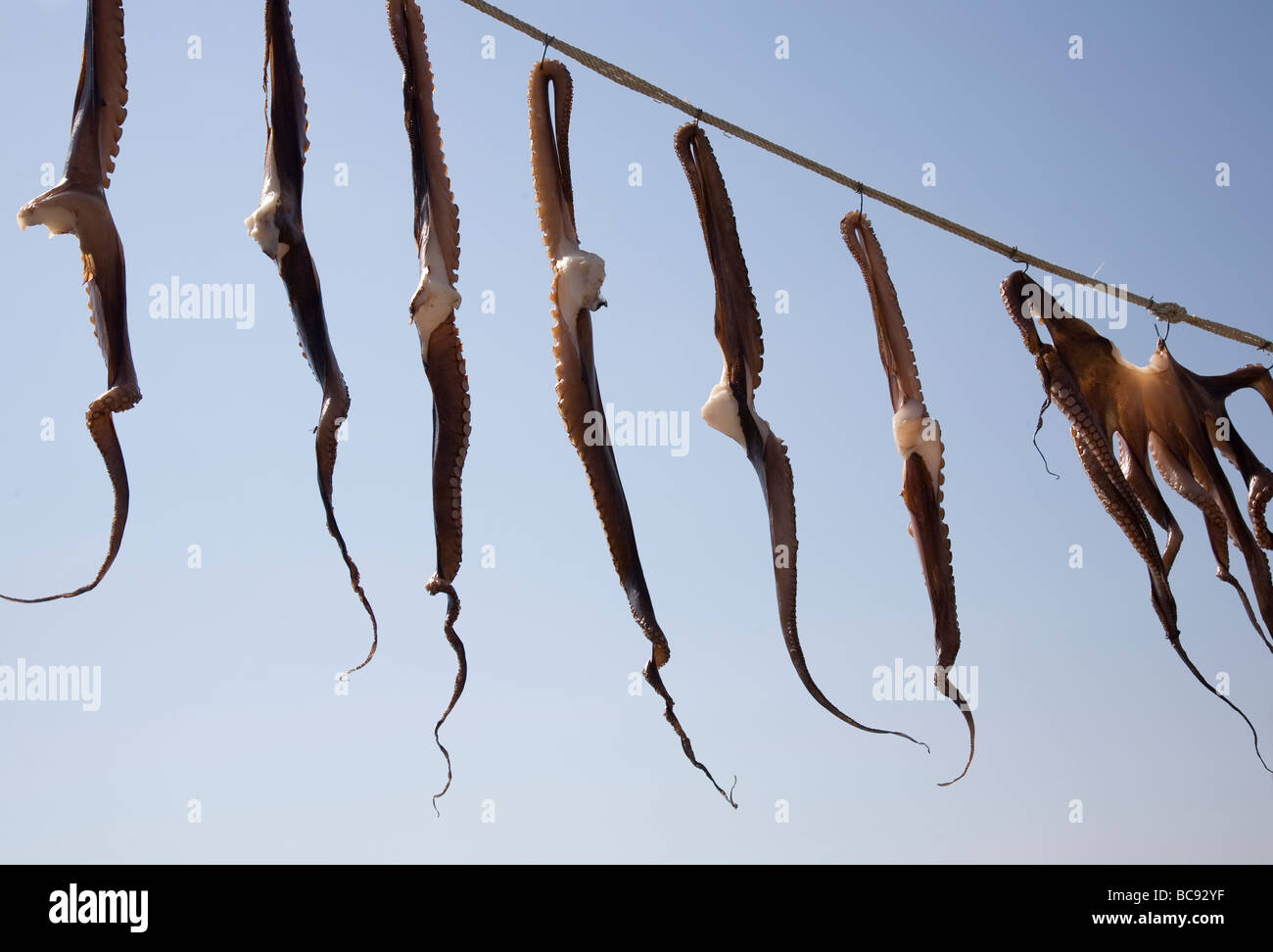 Drying the Octopus Stock Photo - Alamy