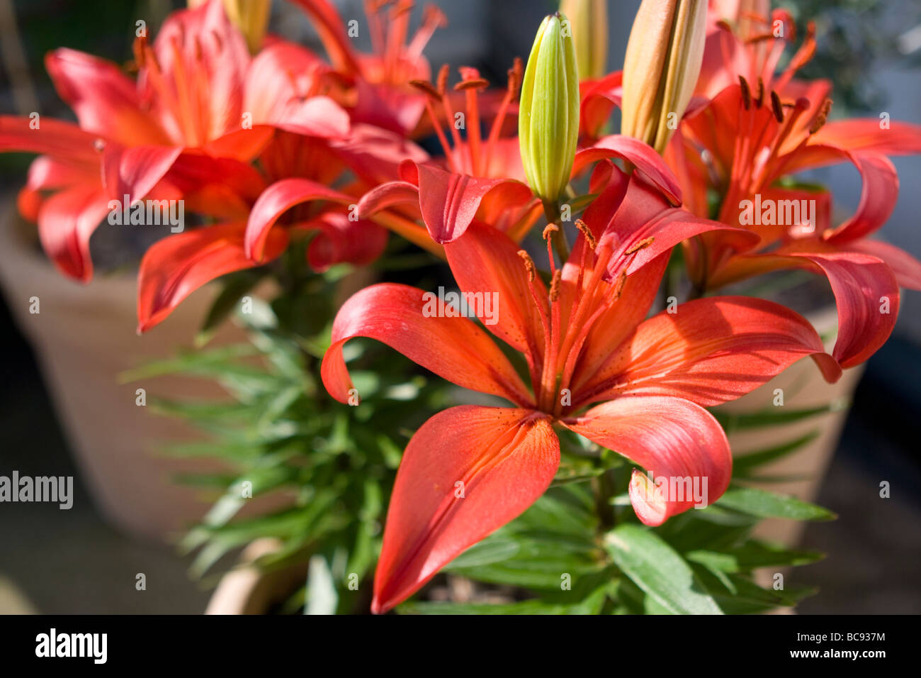 Photograph of Red Lillies Stock Photo - Alamy