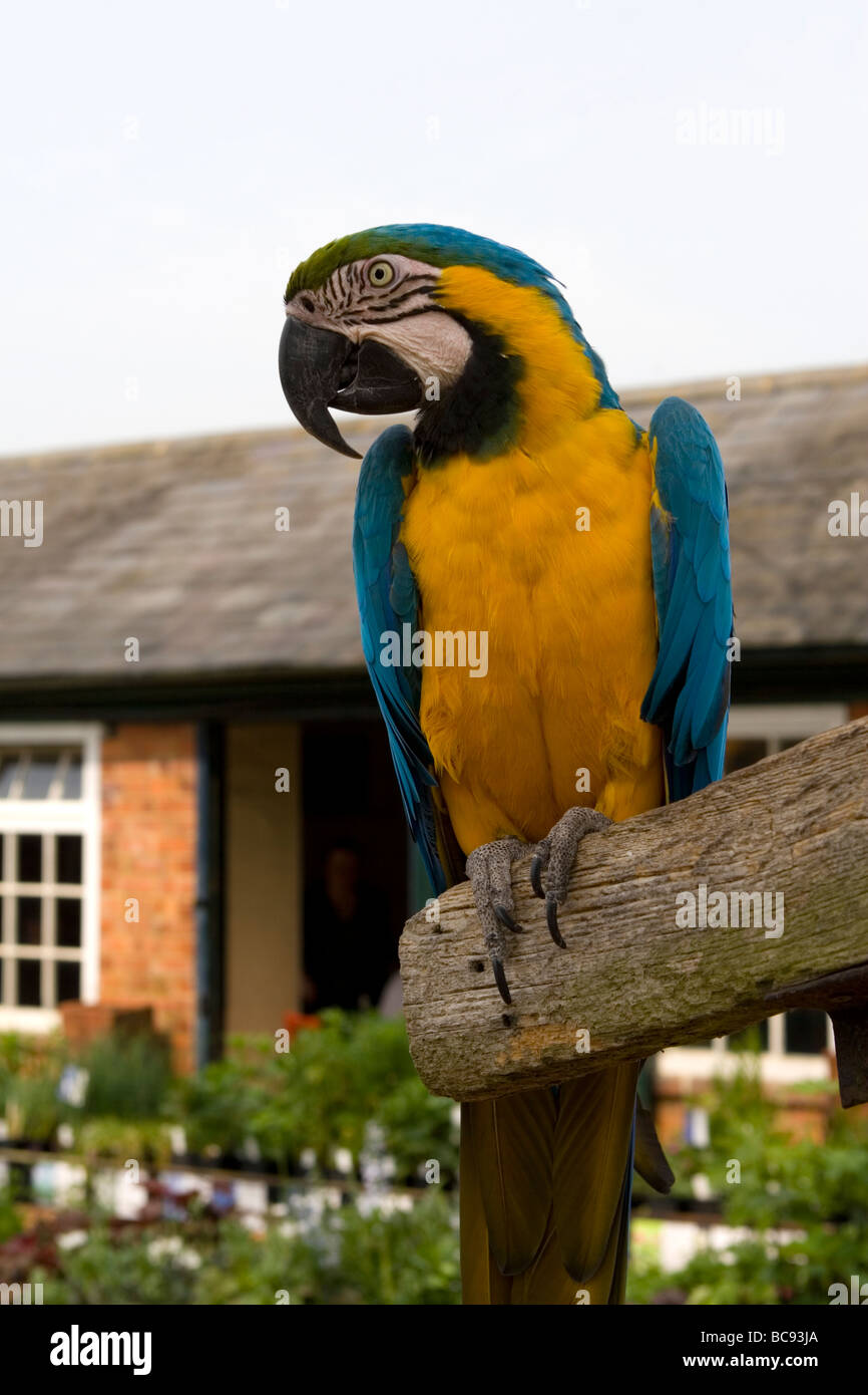 Parrot photograph hi-res stock photography and images - Alamy