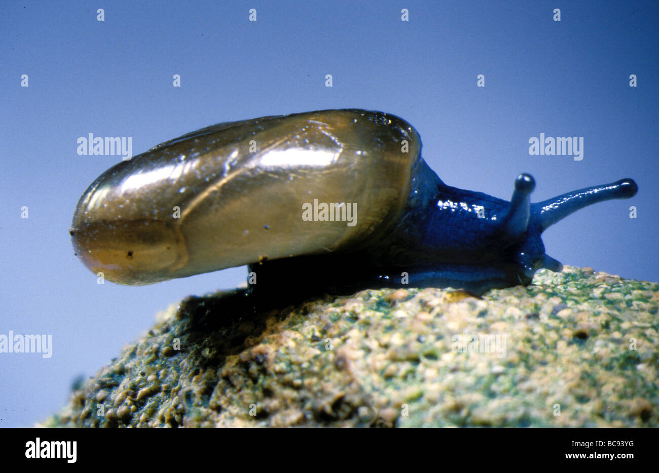 Blue snail hi-res stock photography and images - Alamy
