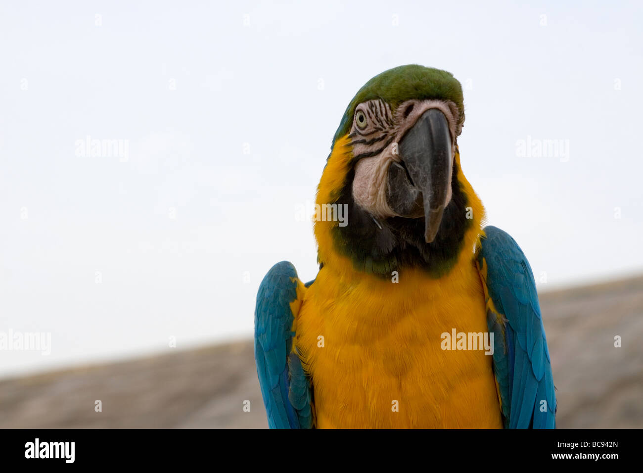 Photograph of a parrot on a perch Stock Photo - Alamy