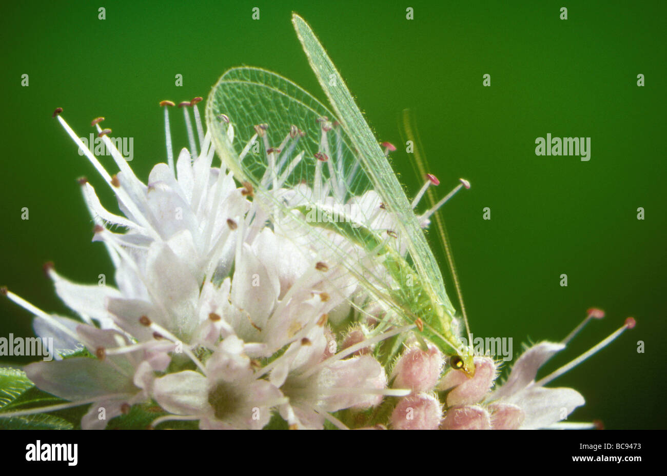 Chrysopa septempunctata hi-res stock photography and images - Alamy