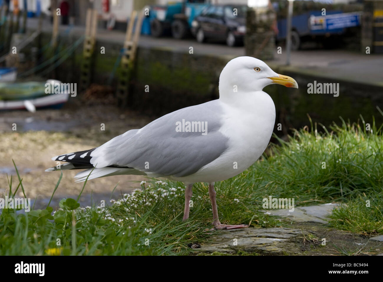 Photograph of a seagull Stock Photo - Alamy