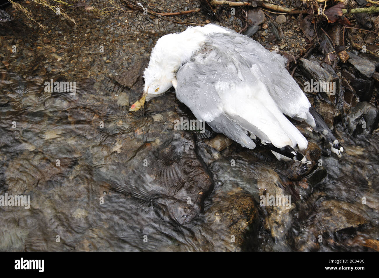 Dead Herring Gull Stock Photo - Alamy