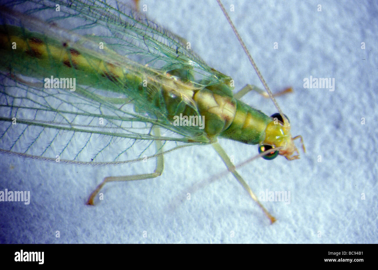 Close up of head of Green Lacewing, Chrysopa septempunctata Stock Photo ...