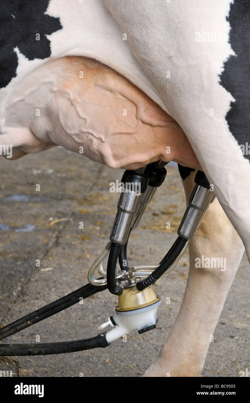 Automatic Cow Milking Machine High Resolution Stock Photography and Images - Alamy