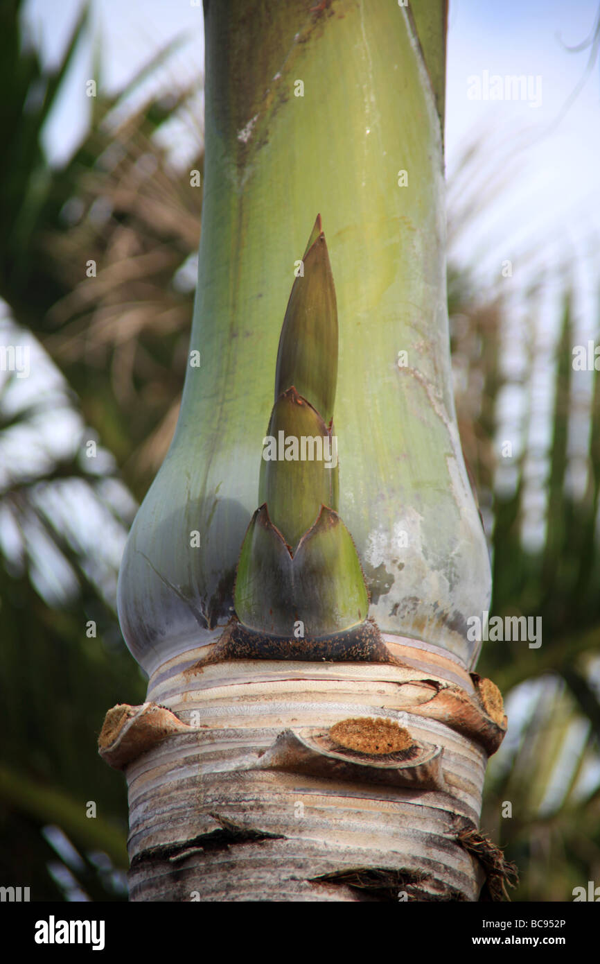 New growth sprouting on palm tree Stock Photo - Alamy