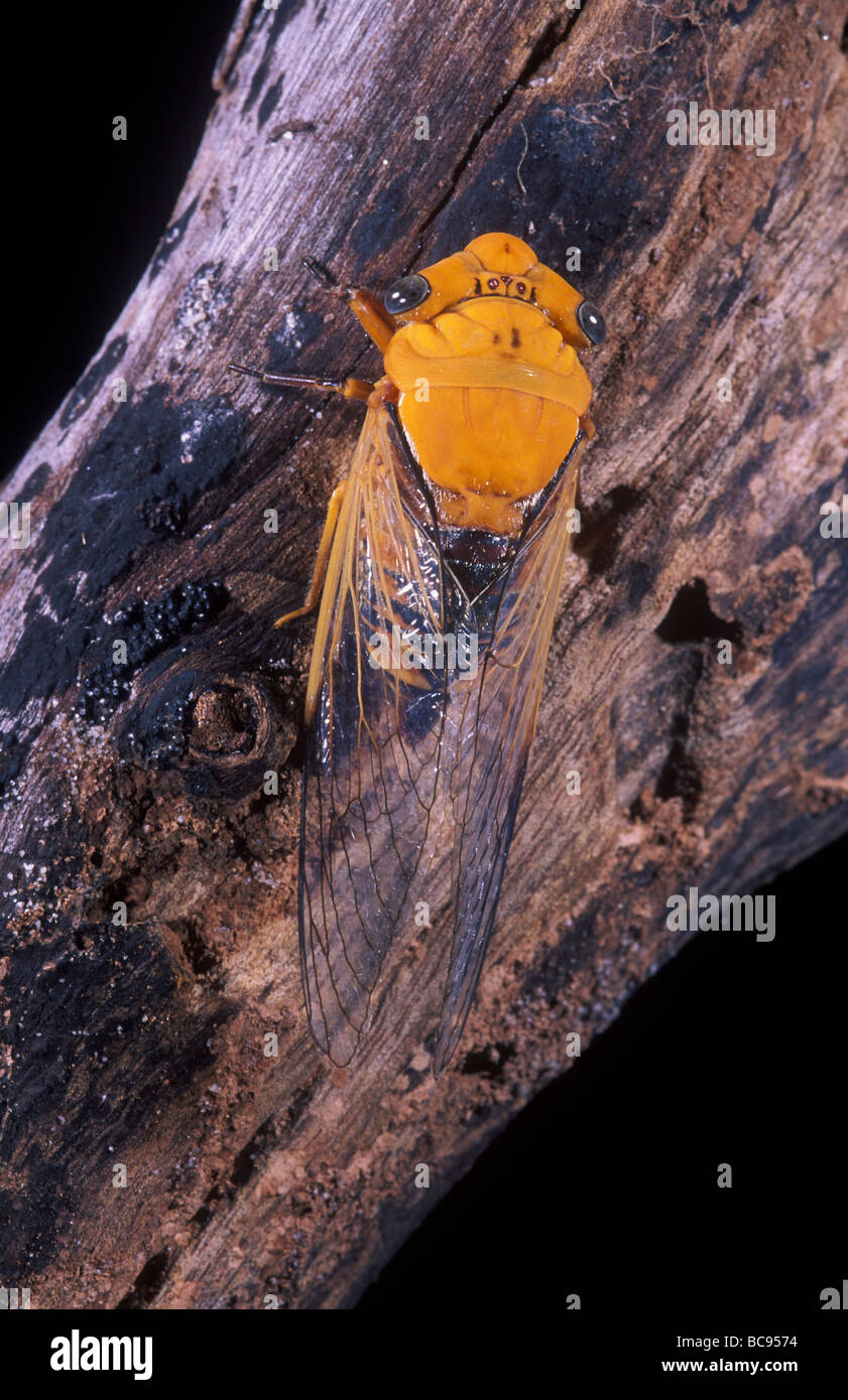 Orange insect on a tree Stock Photo - Alamy