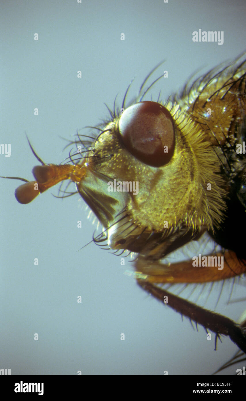 Mouth Parts Stock Photos & Mouth Parts Stock Images - Alamy