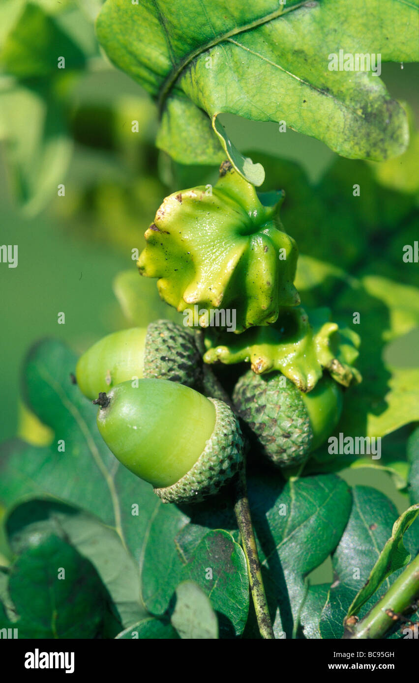Oak tree (Quercus robur) infected with Knopper Gall caused by the ...