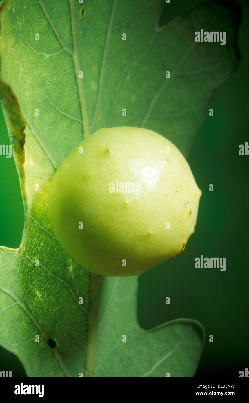 Oak Marble Gall Stock Photos & Oak Marble Gall Stock Images - Alamy