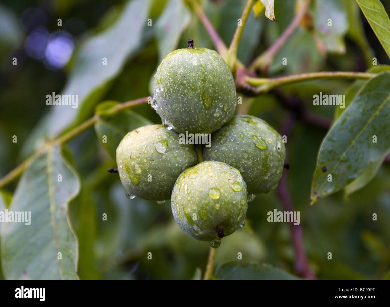 Walnut on tree Stock Photo - Alamy