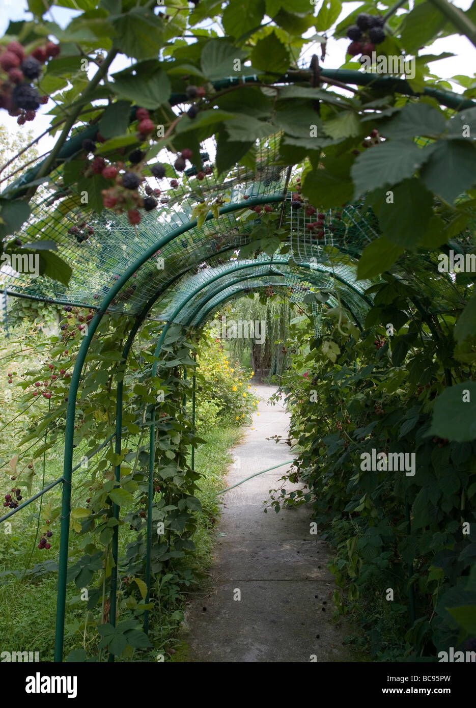 Bow of greens in garden Stock Photo - Alamy