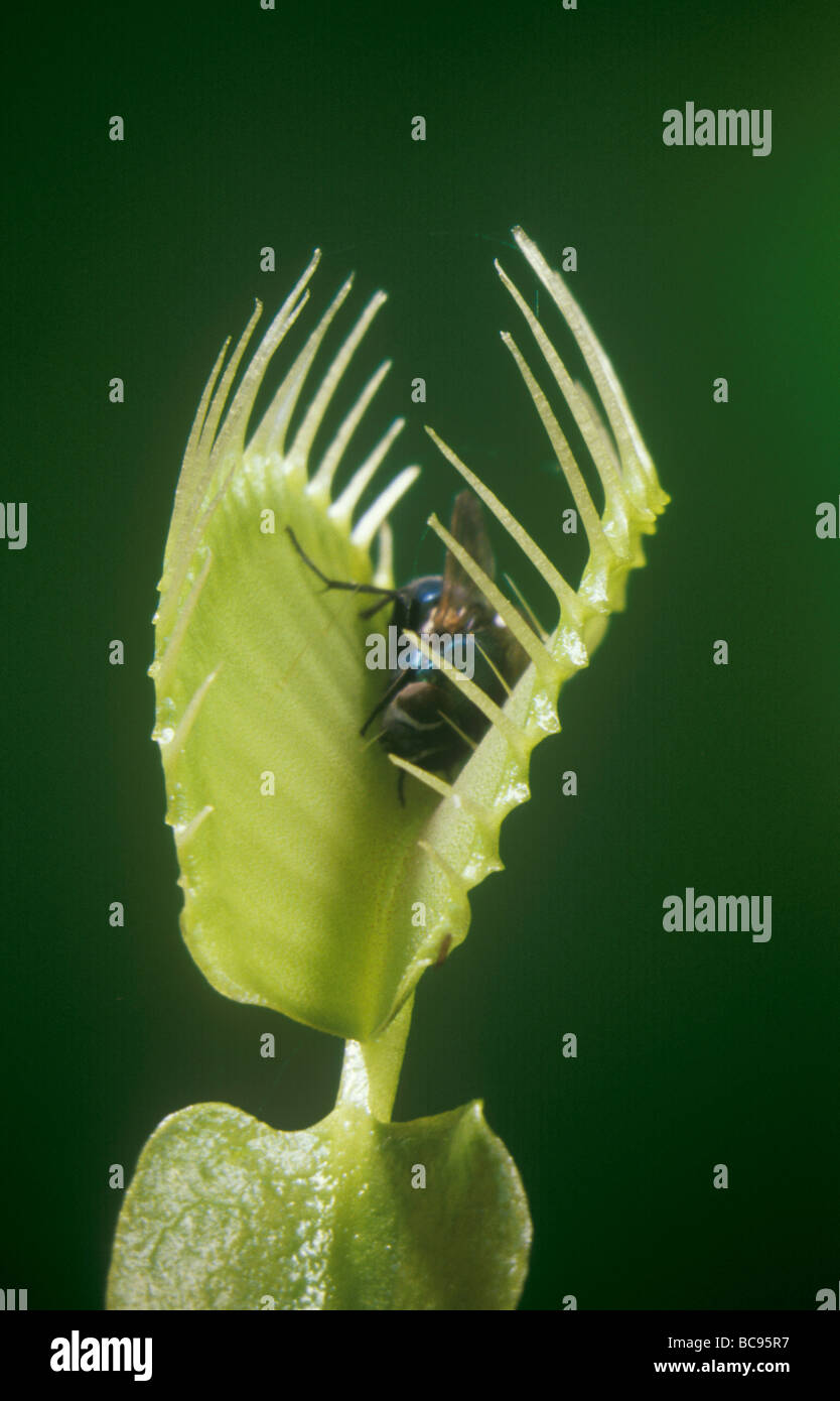 A fly caught in a Venus Flytrap, Dionaea muscipula, which will digest ...