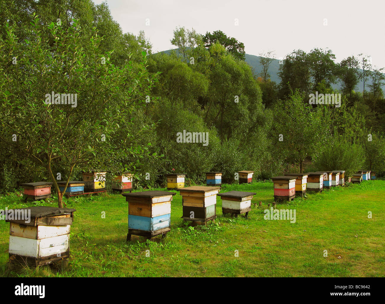 Beehives Wisniowa Poland Stock Photo - Alamy