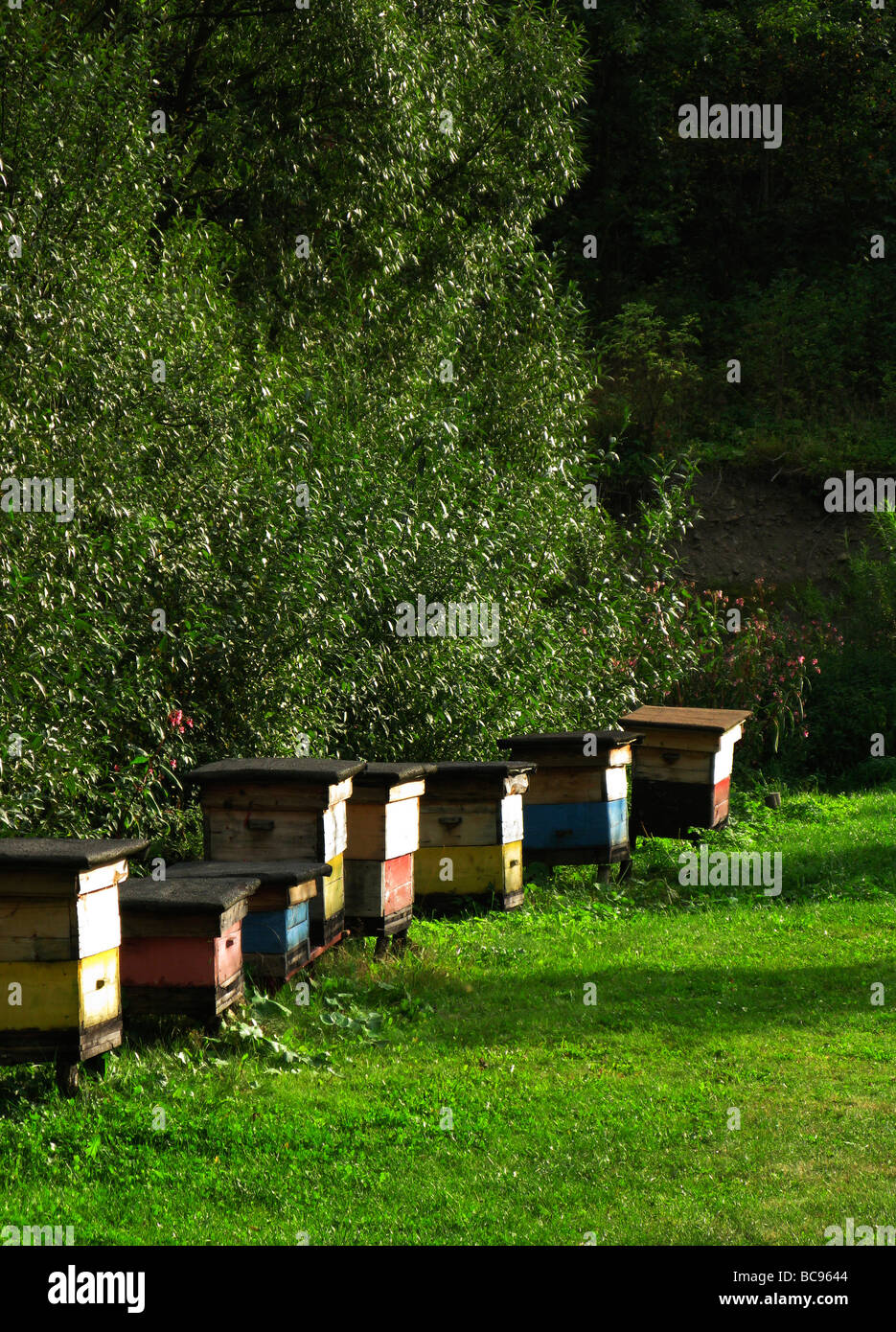 Many beehives hi-res stock photography and images - Alamy