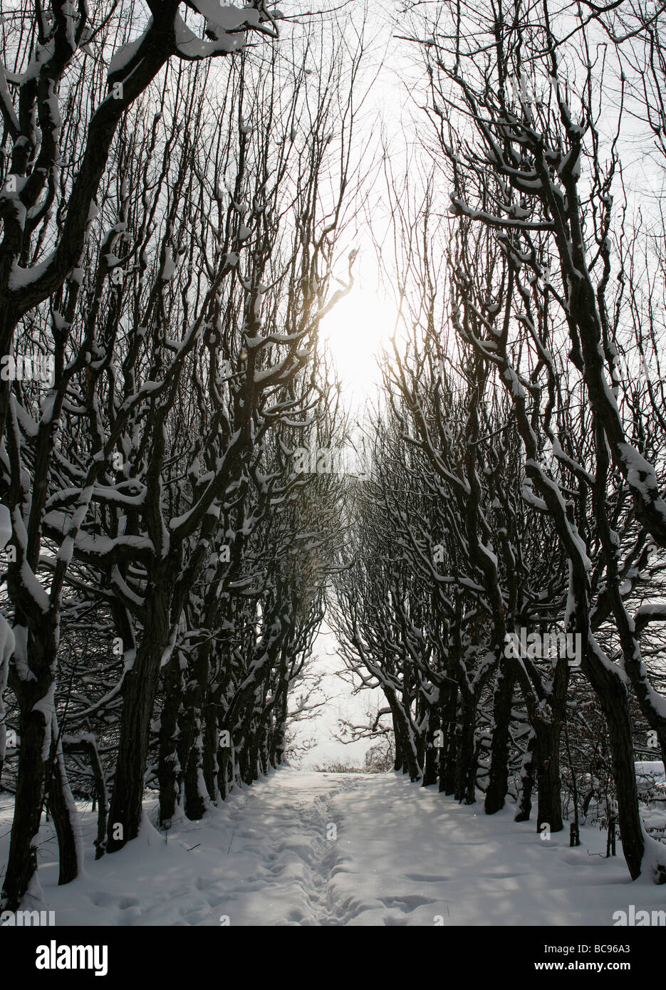 Trees at winter Stock Photo - Alamy