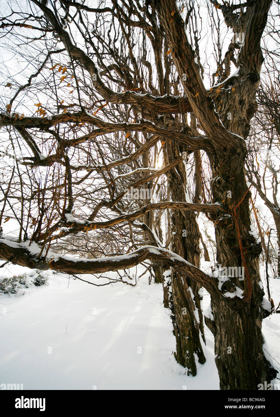 Trees at winter Stock Photo - Alamy