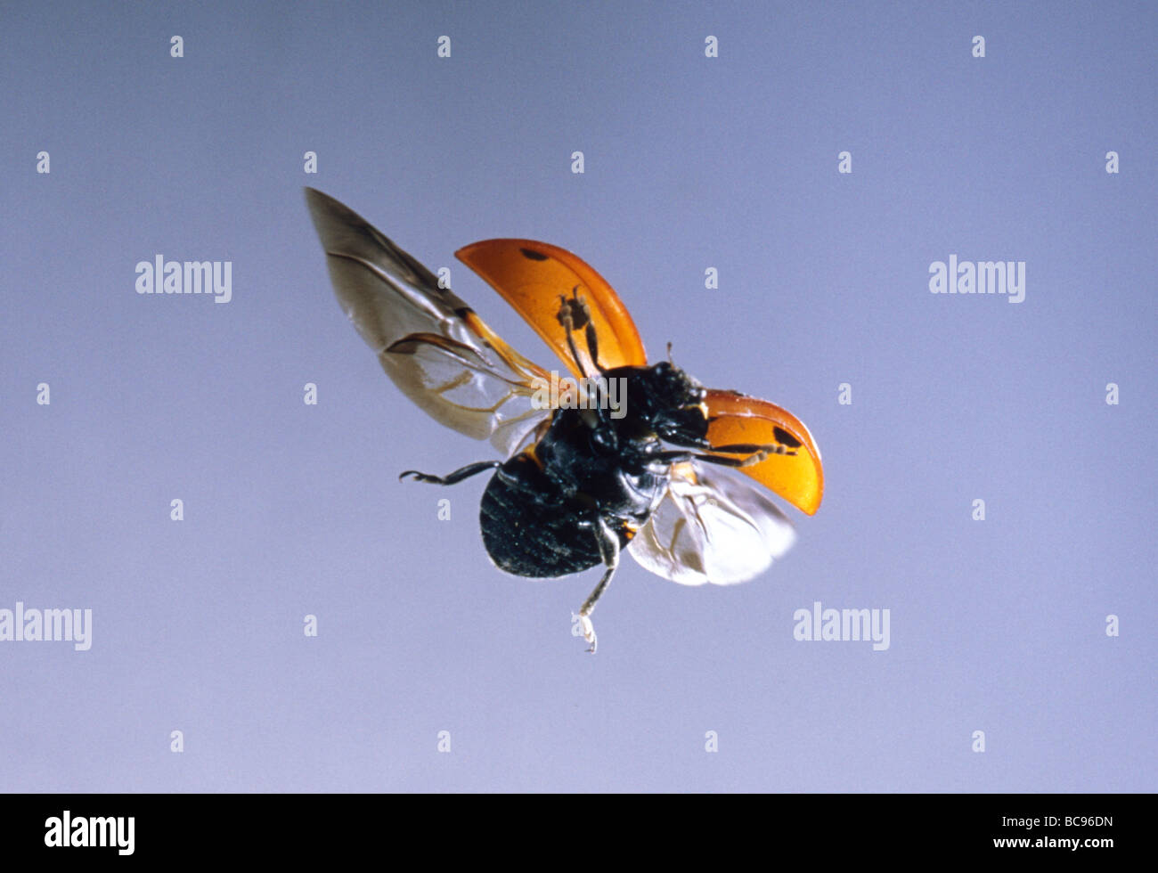 A flying Seven-spot Ladybird, Coccinella septempunctata Stock Photo - Alamy