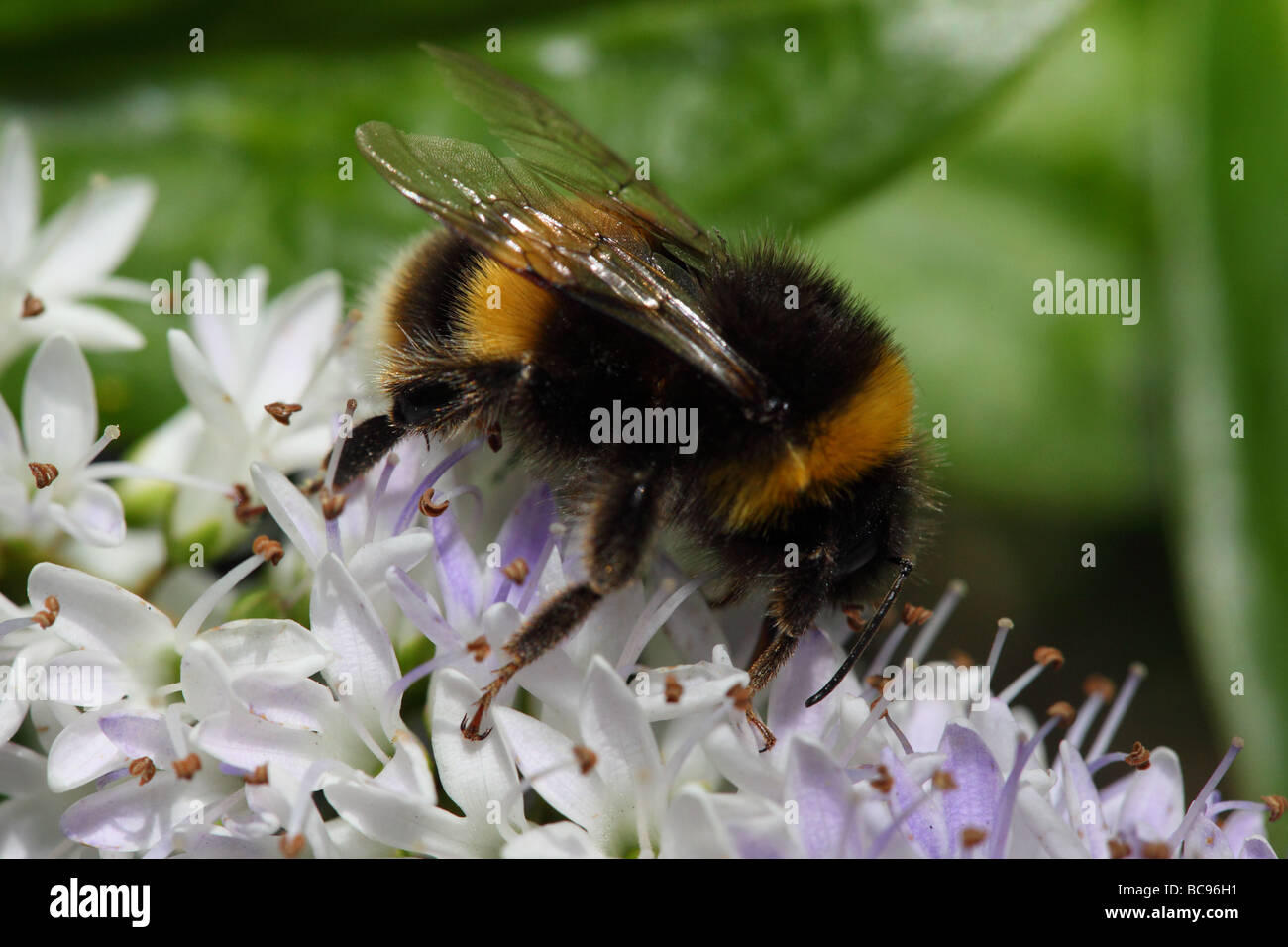 Bumblebee collecting pollen on Hebe Stock Photo - Alamy